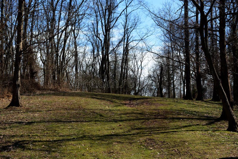 Path in late winter stock image. Image of pines, season - 67170935