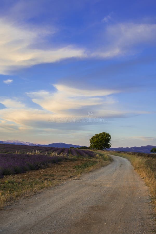 Path with Lavender in Provence. Stock Image - Image of beauty, stone ...