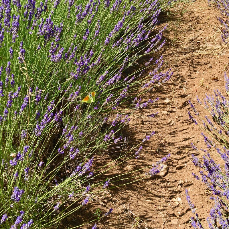Path with Lavender in Provence. Stock Image - Image of beauty, stone ...