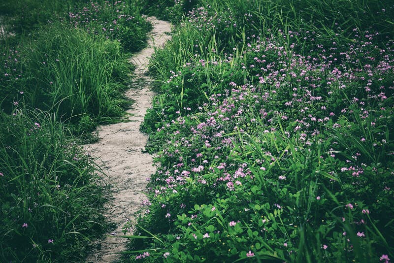 Path through the lawn stock image. Image of path, green - 216579201