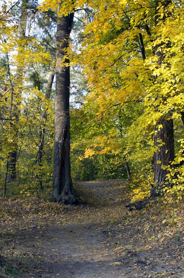 Path Leading through the Autumn Forest on a Sunny Late Afternoon Stock ...