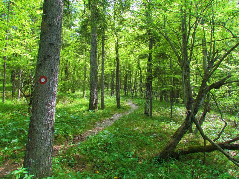 Path Leading through a Bright Green Pine, Beech and Spruce Forest Stock ...
