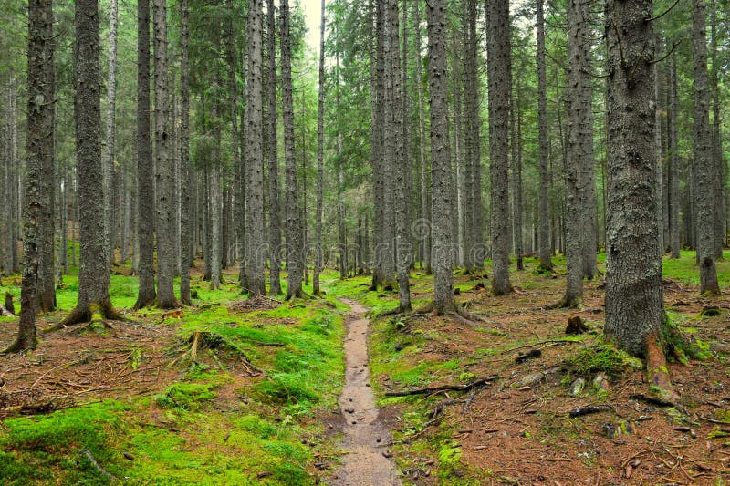Path Leading through a Conifer Spruce Forest Stock Image - Image of ...