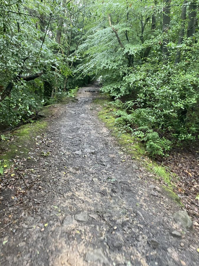 Countryside Pathway Surrounded by Nature Stock Photo - Image of field ...