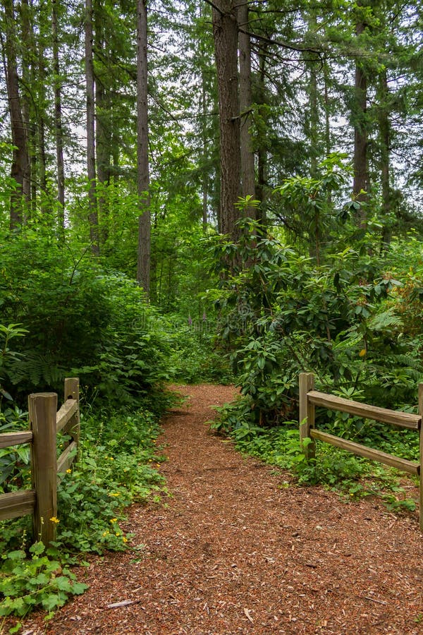 Dirt Path Leading through Forest Stock Image - Image of light ...