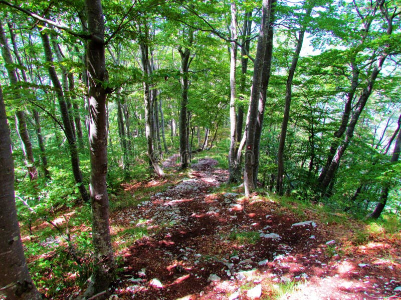 Path Leading Down the Slope through a Beech Forest Stock Image - Image ...