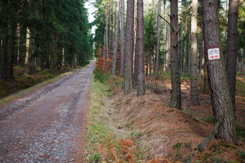 Path Leading through the Forest Stock Photo - Image of quiet, forest ...