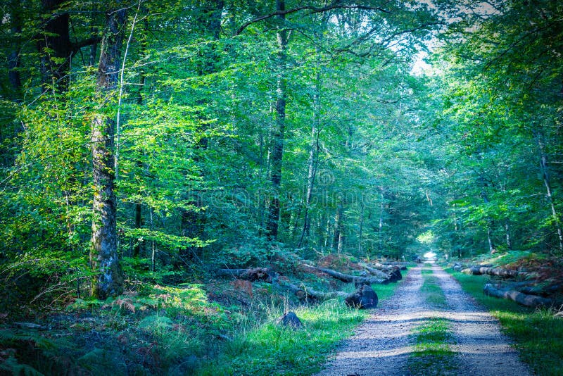 Path Leading into the Forest Stock Photo - Image of france, mystery ...