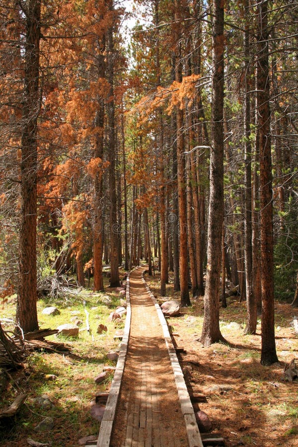 Path Leading through a Forest of Dead Pine Trees Stock Photo - Image of ...