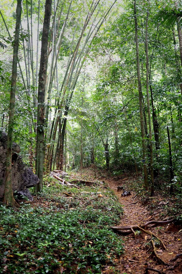 Path Leading through the Forest Stock Image - Image of leading, nature ...