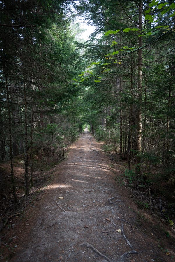 Path Leading into the Forest Stock Photo - Image of decision, hiking ...