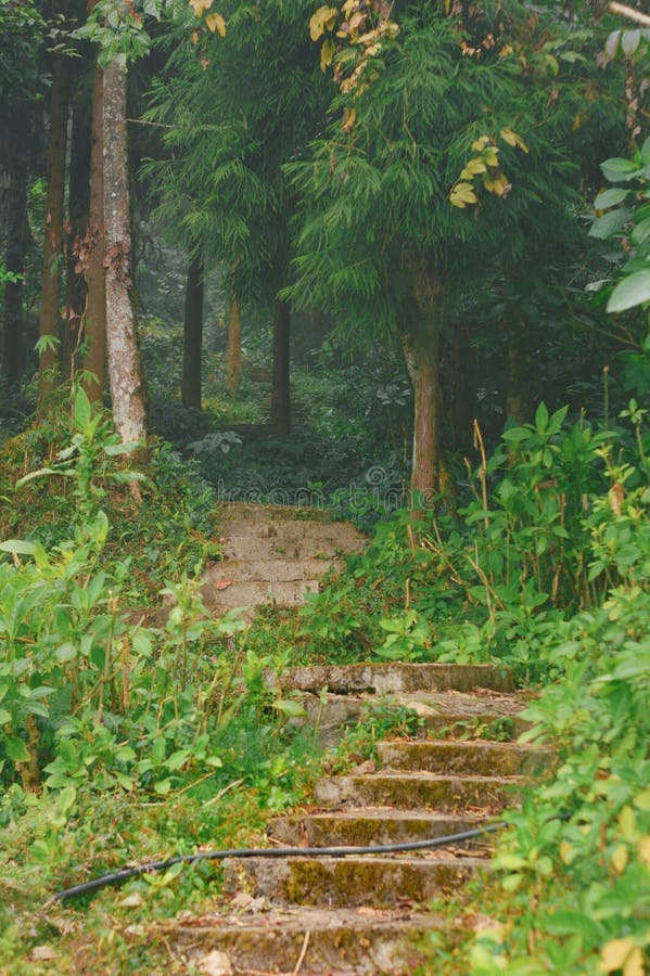 A Path Leading through a Forest Uphill. Vertical Image Stock Photo ...