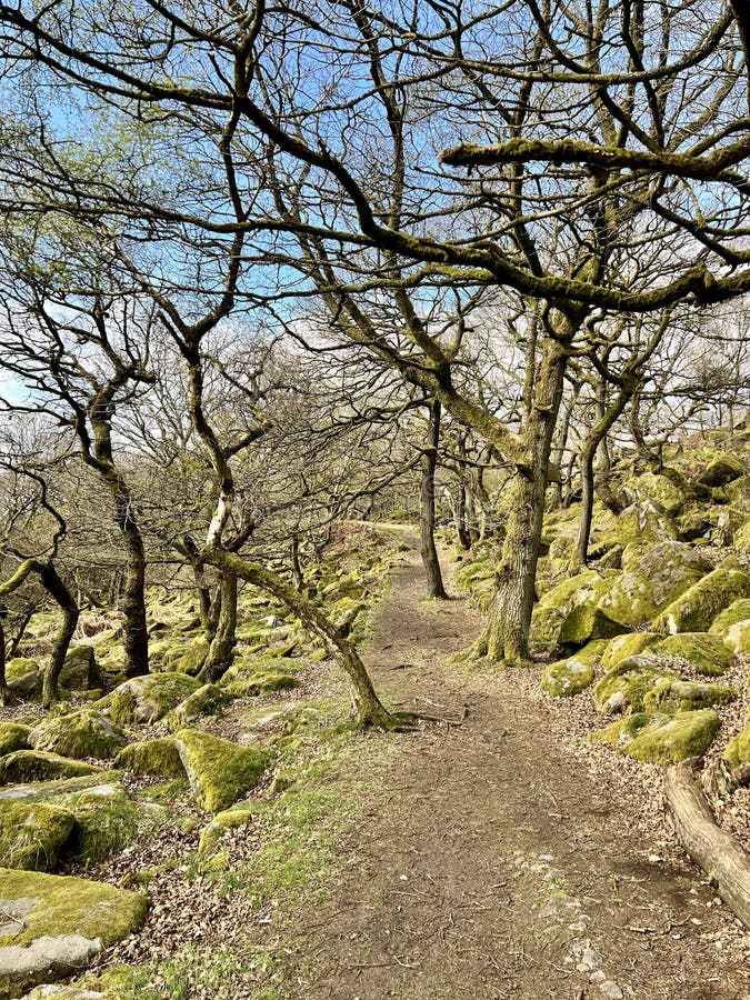 Padley Gorge Ancient Forest in Derbyshire Stock Image - Image of peak ...