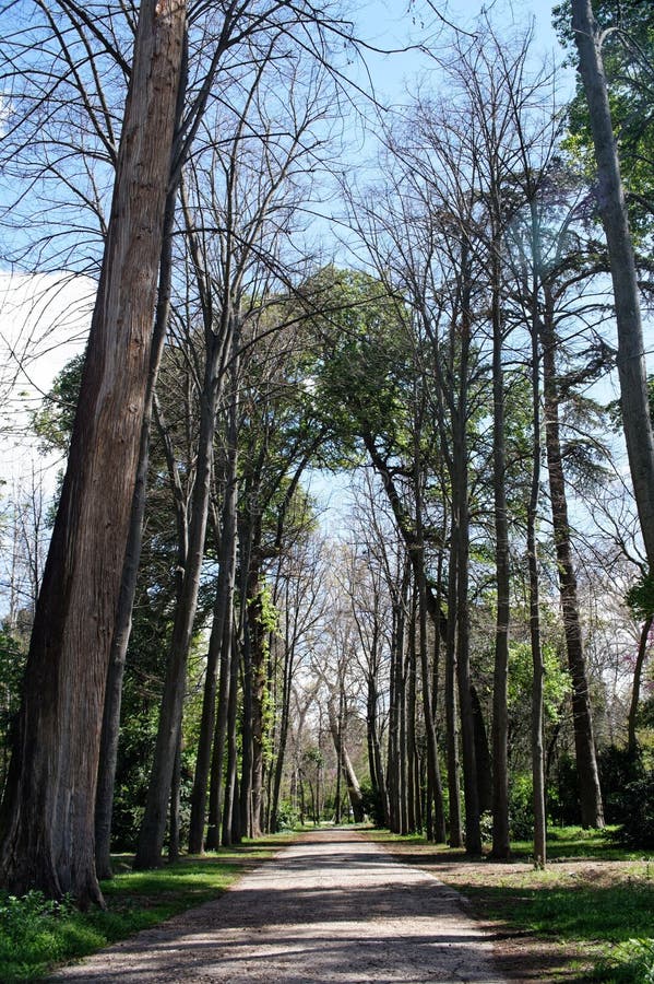 Path Leading into a Park with Tall Trees Under a Blue Sky Stock Photo ...