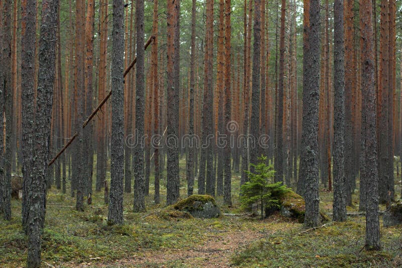 A Path Leading through a Pine Forest with Straight Trunks Stock Image ...