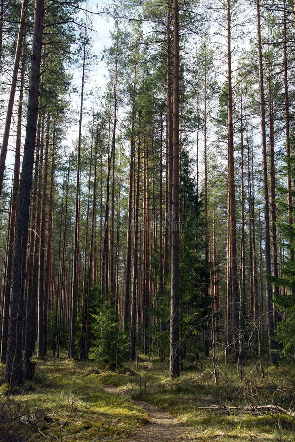 Straight Trunks of Evergreen Pine Trees in Spring Stock Photo - Image ...