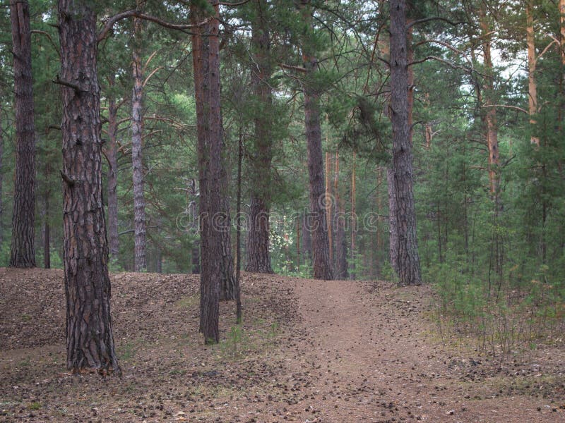 Path Leading through the Pine Forest at the Sunrise in Spring Stock ...