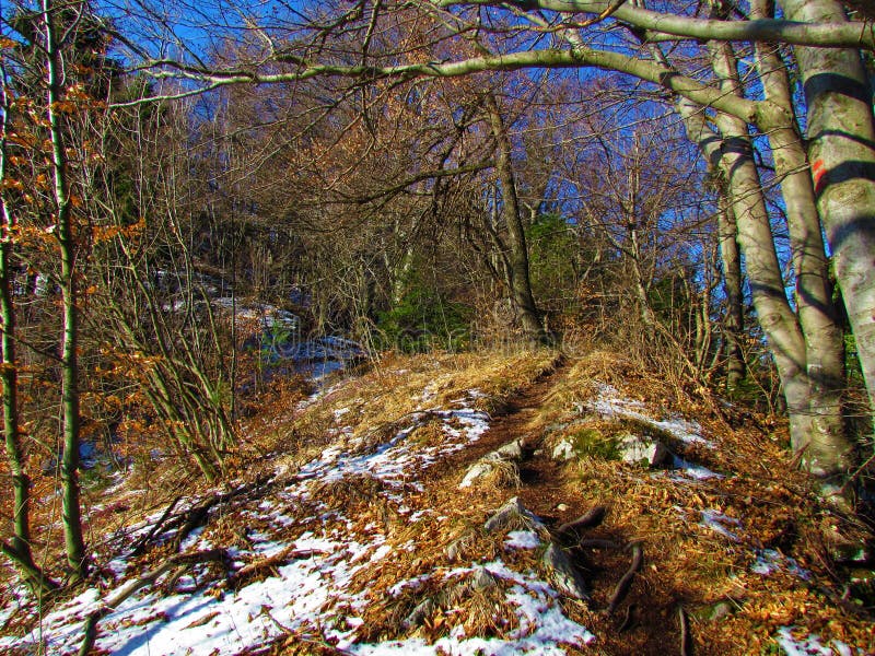 Path Leading through a Small Clearing in a Beech Forest Stock Photo ...