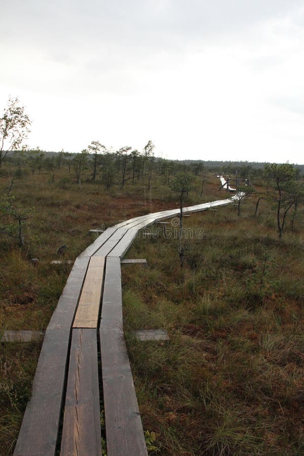 Path in the swamp stock image. Image of wood, swamp - 133308295