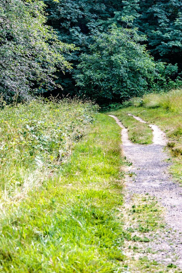 Path leading to forest stock photo. Image of leaf, path - 122241888