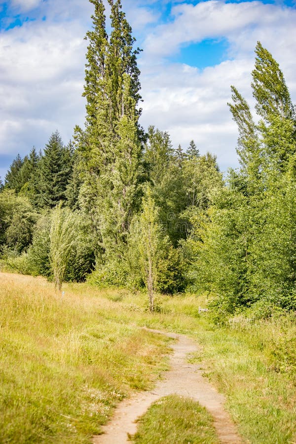 Path Leading To Forest Edge Stock Image - Image of landscape, grass ...