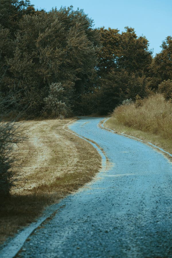 Path leading to the forest stock image. Image of forest - 259849623