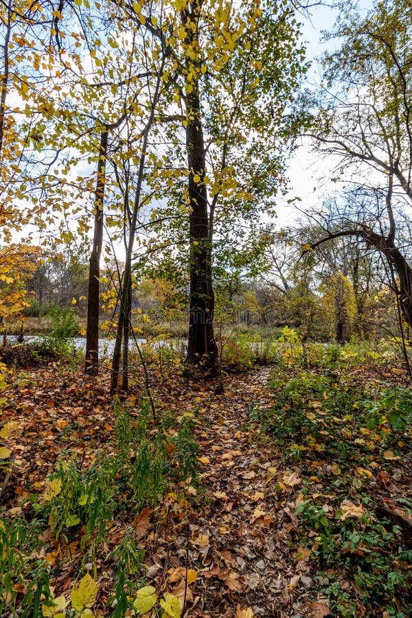 Path Leading Up the Giant Tree by the River - Beautiful Fall in Central ...