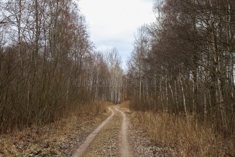 The Path Leads Deep into the Forest, a Gloomy Early Spring Day Stock ...