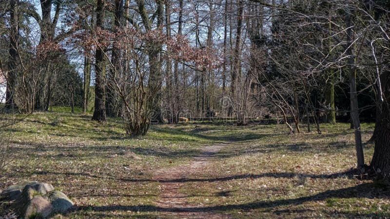 The Path Leads into the Forest, Surrounded by Greenery and Trees ...