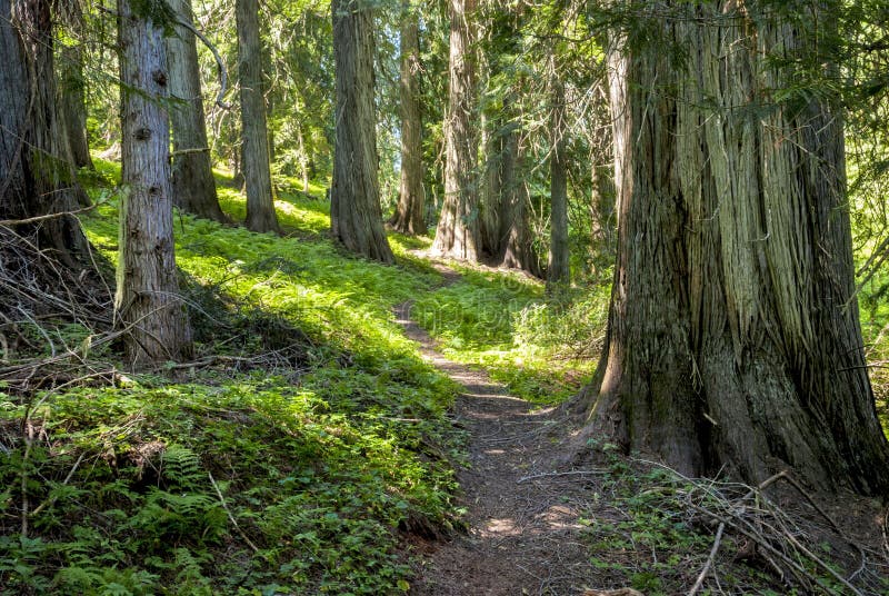 Path Leads into the Forest of Trees Stock Image - Image of nature ...