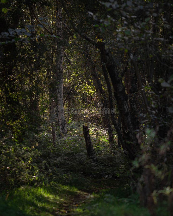 A Path Leads through the Middle of a Forest with Lots of Trees Stock ...