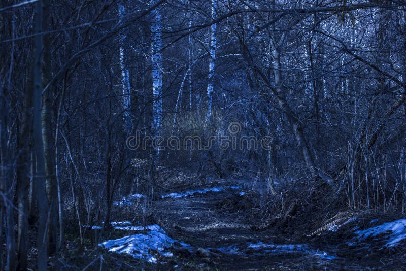 Path Leads through a Spectacular Night Forest with Various Mysterious ...