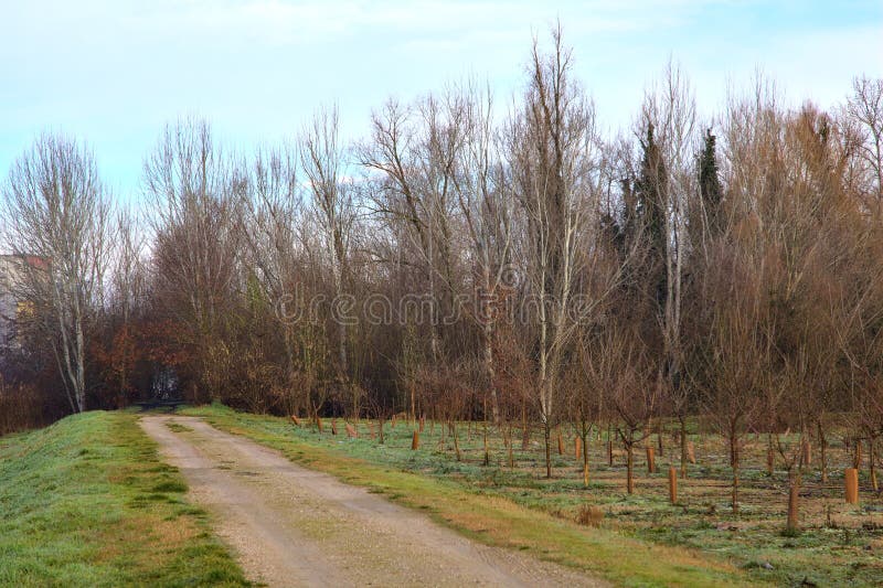 Path that Leads To a Grove in the Italian Countryside in Winter Stock ...