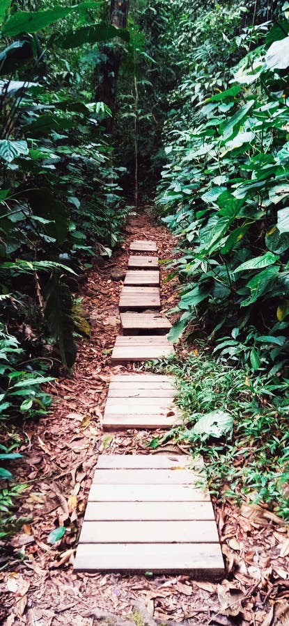 Path that Leads To Paradise in the Middle of the Atlantic Forest Stock ...
