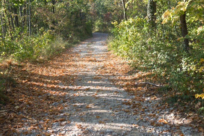 A Path with Leaf on the Ground in Herb Stock Photo - Image of ...