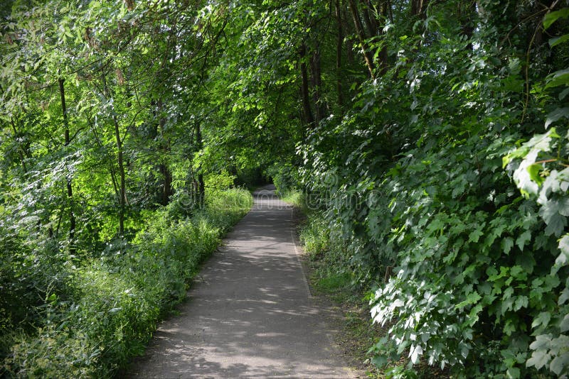 Path through a Leafy Forest Stock Image - Image of landscape, garden ...