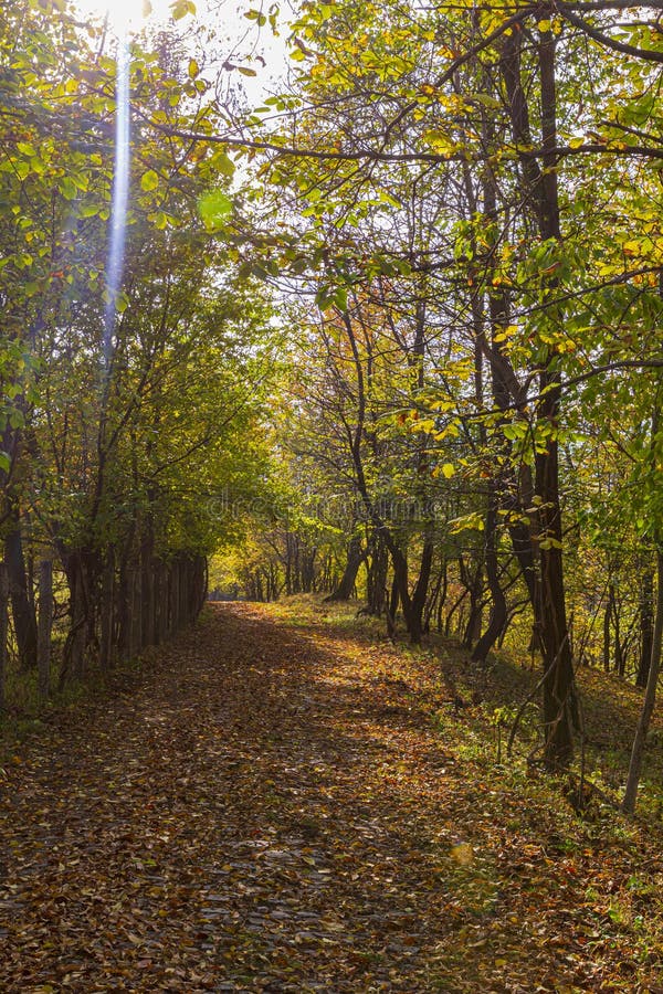 Path Leaning To the Doftana Penitentiary Ruins Stock Photo - Image of ...
