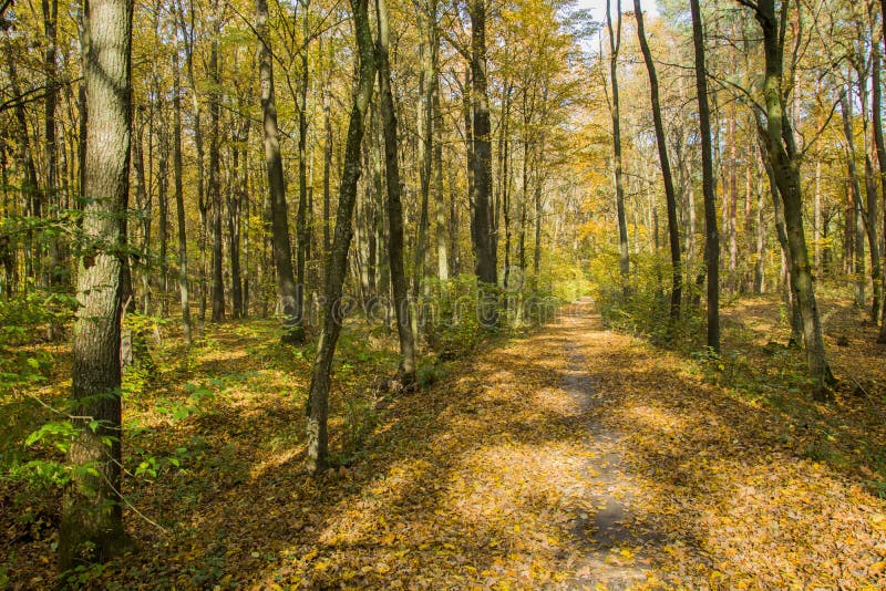 Path with Leaves through the Autumn Forest Stock Image - Image of path ...