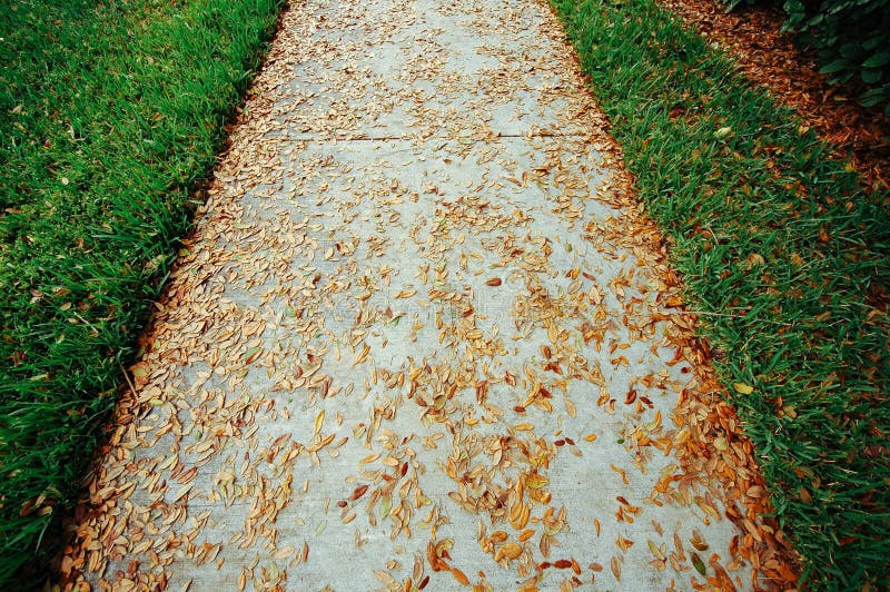 A path with leaves stock image. Image of guidance, grass - 88929361