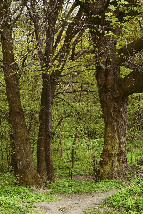 The Path Leaving into the Forest Stock Image - Image of leaf, trail ...