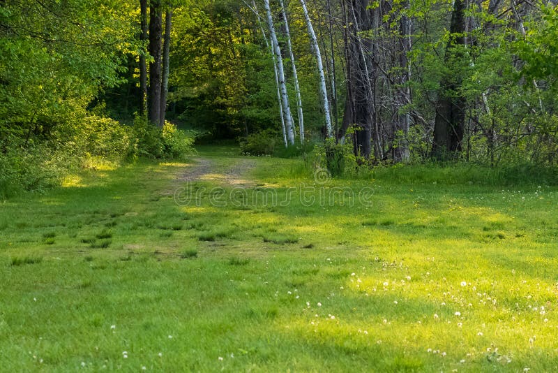 Meadow with Path Leading into a Midwestern Forest in the Northwoods ...