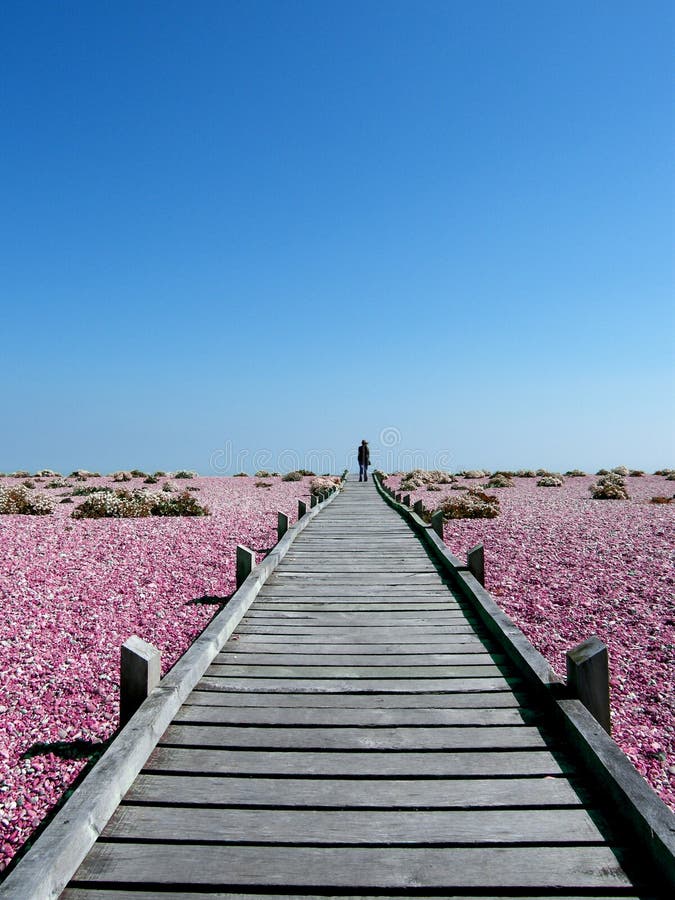Path of life stock image. Image of pink, away, infinite - 9953879