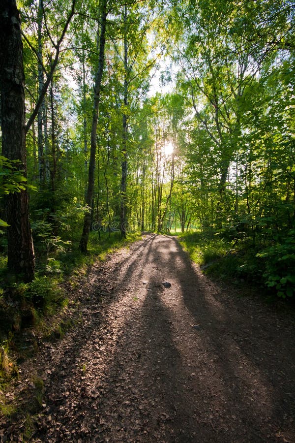 Path of light stock photo. Image of woodland, summer - 18356326