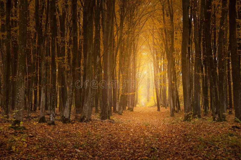 A Path with Light in the Autumn Forest Stock Photo - Image of landscape ...