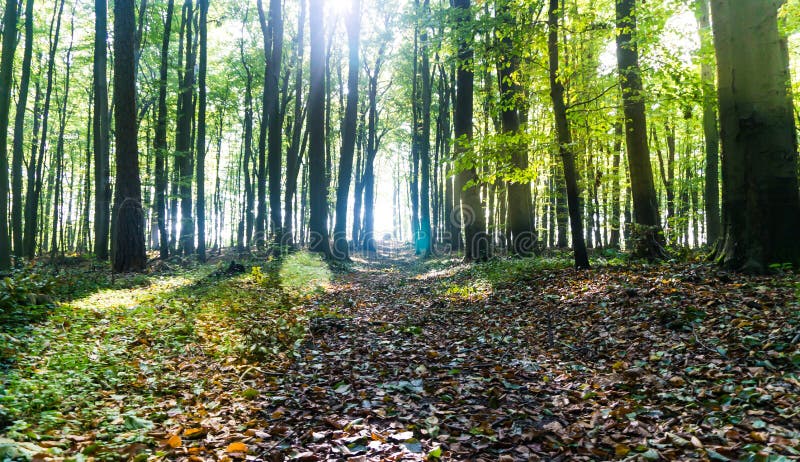 Path in Light Flooded Forest Lens Flare Stock Photo - Image of autumn ...