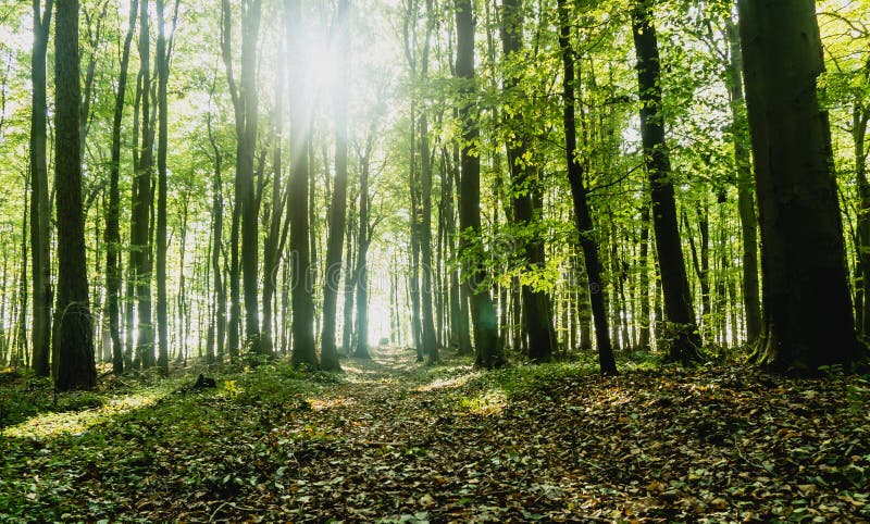 Sun and Forest. Lens Flare with Sunlight in Forest. Carbon Neutrality ...