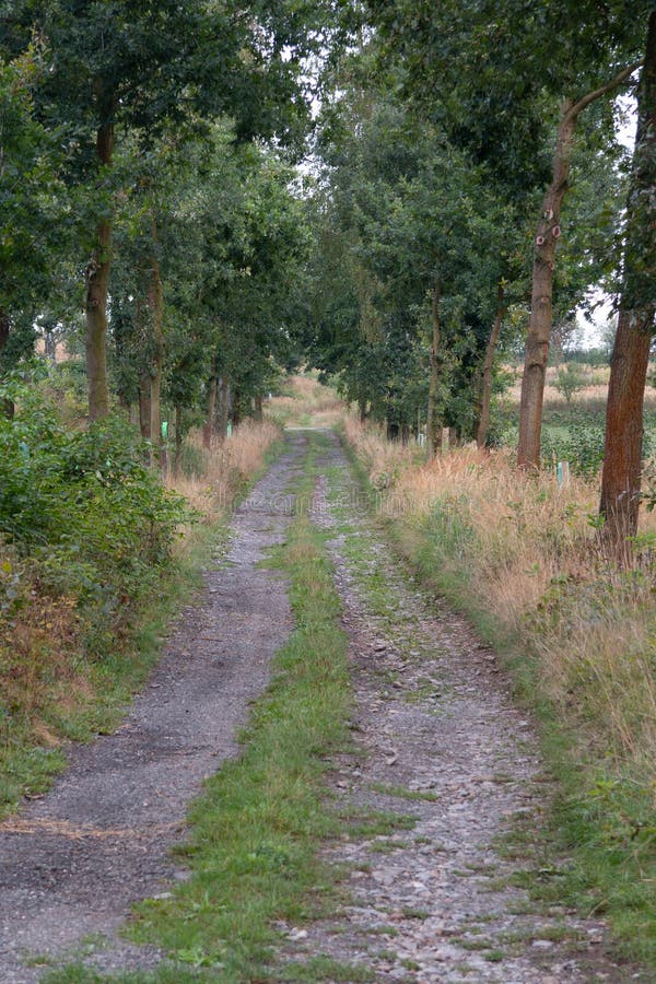 Path through a Line of Trees Stock Image - Image of thicket, rural ...