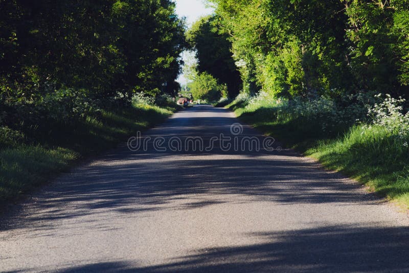 A Path Lined with Bright Green Trees Fading into the Distance Stock ...