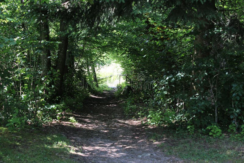 Path Lined with Leafy Trees Creating a Natural Plant Tunnel Stock Image ...
