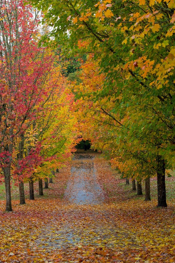 Path Lined with Maple Trees in Fall Season Stock Photo - Image of ...